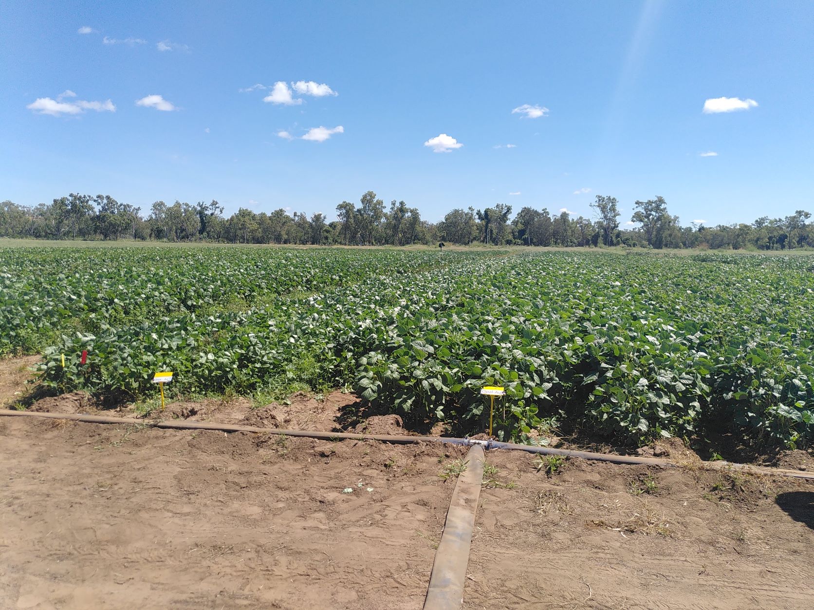 Information sharing – Gilbert River Digital Twin – Understanding the Gilbert River Agricultural ...
